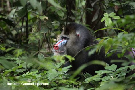 Endangered Species Day Round Up Jane Goodalls Good For All News