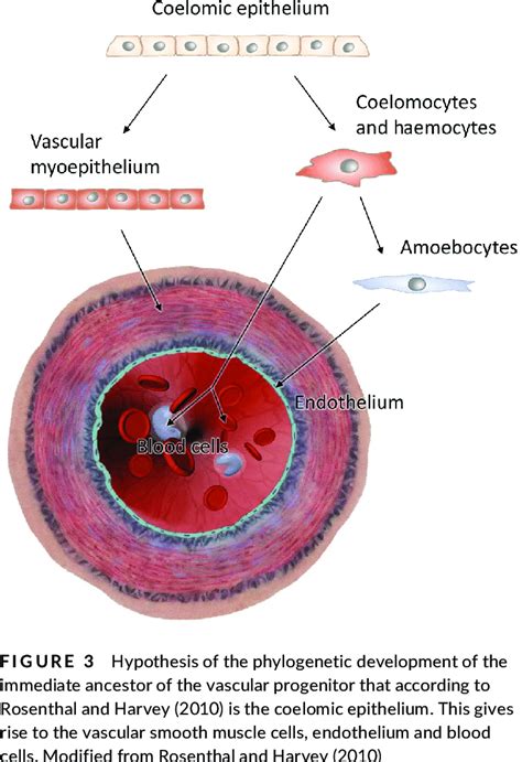 Beyond The Initial Events Of Intraembryonic Vasculogenesis That Result