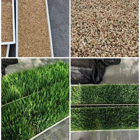 Wheat Fodder Trays Hydroponic Fodder Tray Gutter System Wheat Fodder
