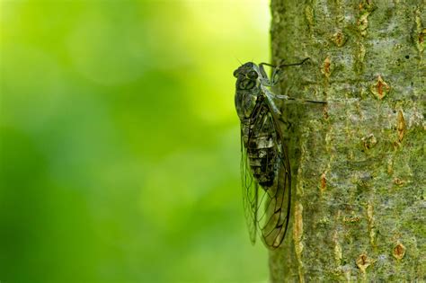 セミ特集！生態や鳴き声も。蝉図鑑 昆虫写真図鑑 ムシミル