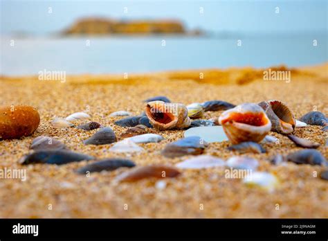 Shells And Pebbles On The Sandy Beach In Close Up View Sea Background