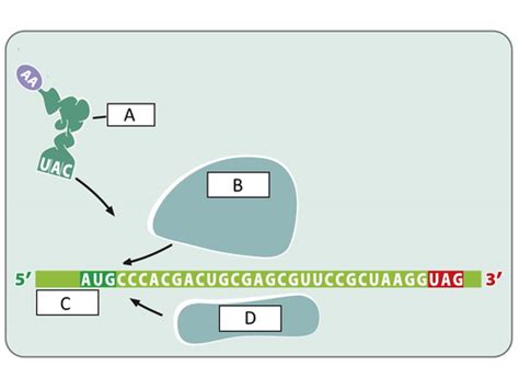 Biol 315 A0 Molecular Genetics Final Flashcards Quizlet