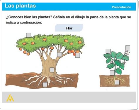 Ciencias Naturales De Primaria Las Plantas Actividad Interactiva De