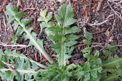 Arugula Vs 11 Weed Lookalikes A Visual Guide Askgardening