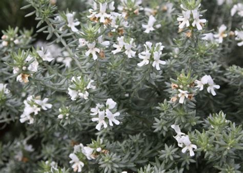 Westringia Fruticosa — Plant Wholesale Floraccess