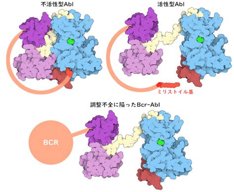 C Ablタンパク質キナーゼとイマチニブ C Abl Protein Kinase And Imatinib 今月の分子 Pdbj 入門