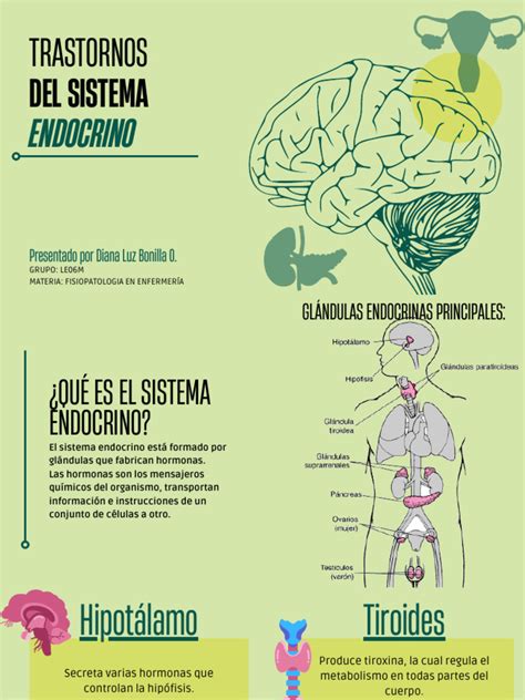 Sistema Endocrino Pdf Tiroides Hipertiroidismo