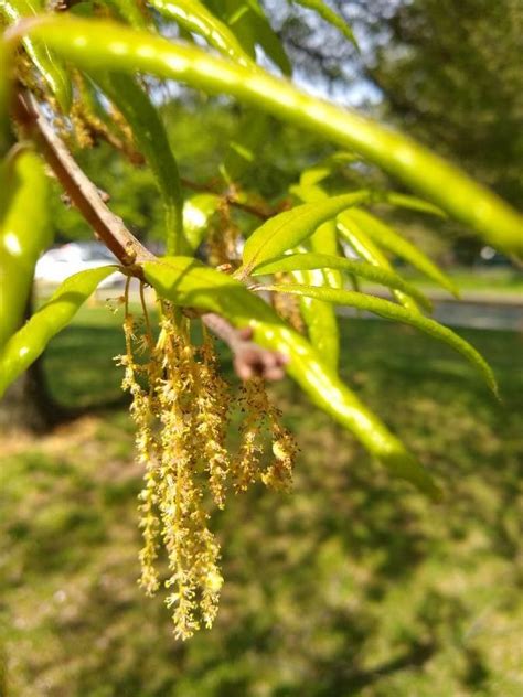 How To Grow Quercus Phellos Earthone