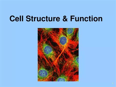Ppt Cell Structure And Function Powerpoint Presentation Free Download
