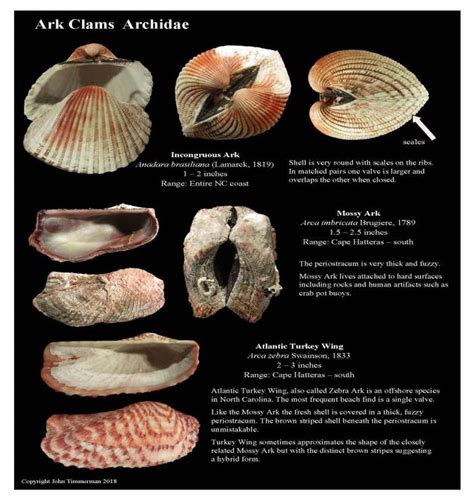 Shell Identification On Ocracoke Beaches