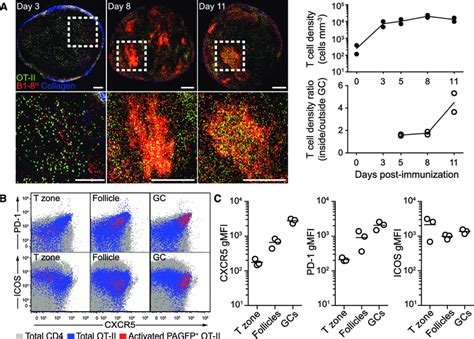 Expansion Kinetics And Anatomical Distribution Of T Fh Cells During