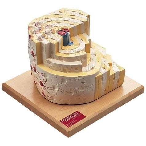 Bone Structure Models Compact Bone Models