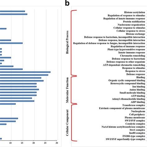 A B Functional Classification Of Nbs Genes From Musa A And B Genomes