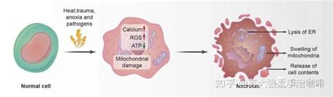细胞生物学思维导图 细胞死亡与细胞衰老 知乎