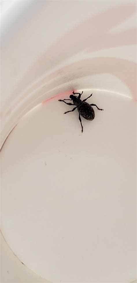 Bug Id Request Rinsects Bug Id Request Rinsects