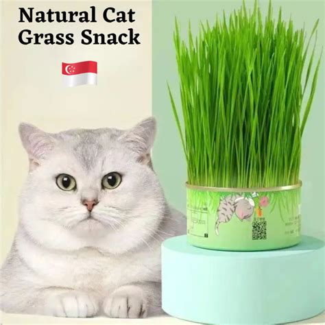 Sg Stock Grow Your Cats Organic Grass Cat Grass Seed Cat Easy Grow
