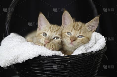 小猫们在玩耍和睡觉