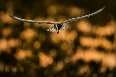 Jonas Classon Sverige Ambassadører Focus Nordic No