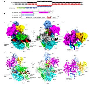 核糖核酸外切酶介导的 Mrna 转录终止的结构基础nature X Mol