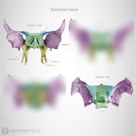 Sphenoid Bone Anterior And Posterior Diagram Quizlet