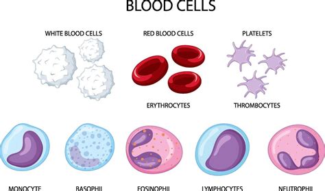 Platelet Vector Art Icons And Graphics For Free Download