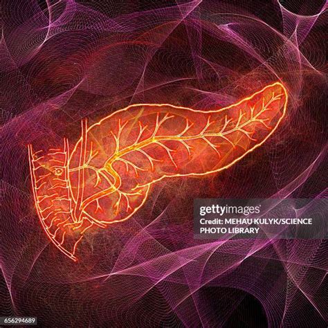Pancreas Science Photos And Premium High Res Pictures Getty Images