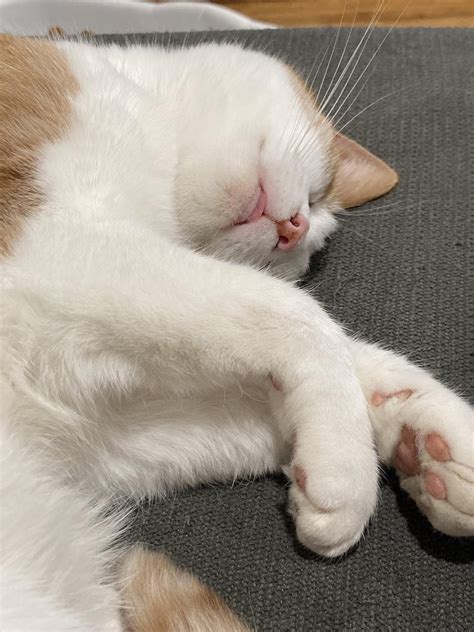 Passed Out Kitty Blep Raww