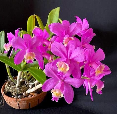 Cattleya Harrisoniana Tipo Orquídeas Flores Orquideas Belas Fotos