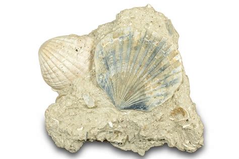 5 1 Fossil Marine Bivalve Mollusc Cluster Gironde France 302977 For Sale