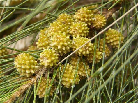 Á R B O L E S T R E E S Y P A L M E R A S P A L M S Casuarina