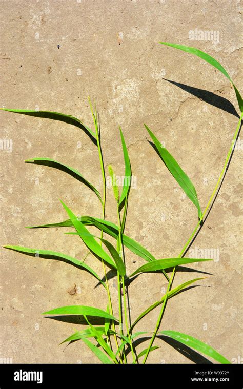 Green Grass Setaria Foxtail Bristle Grasses On Cement Building