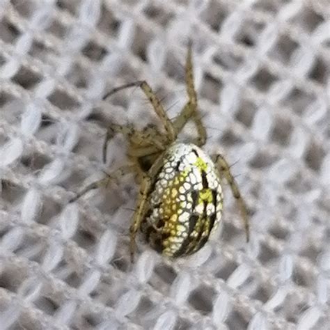 Photo Mangora Acalypha