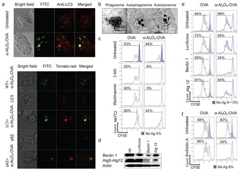 Autophagy is required for α Al O nanoparticle mediated Download Scientific Diagram