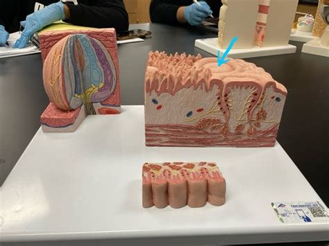 Lab 9 Flashcards Quizlet