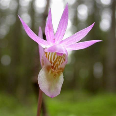 Norna Naturhistoriska Riksmuseet