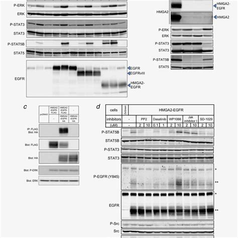 Subcellular Localization Of Hmga2 Egfr A Subcellular Localization Of