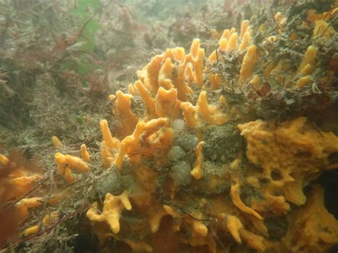 Buceo Uruguay Las Esponjas De Mar Poríferos