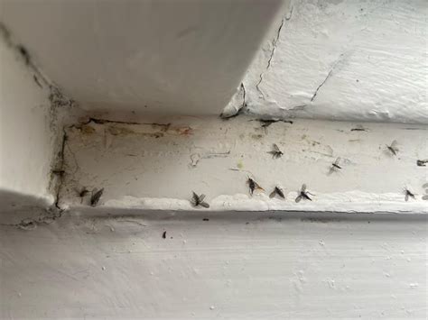 What Are These Tiny Flies R Bugidentification