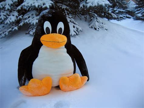 Top Security And Privacy Linux Distributions In 2019