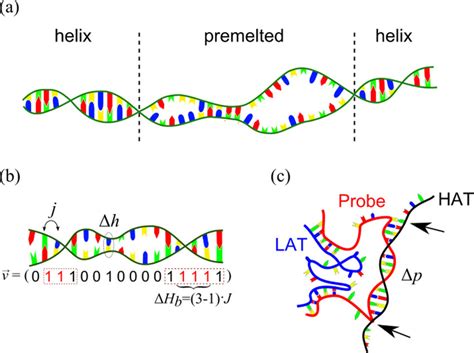 Dna Binding Configurations As Considered In The Model A