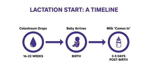 When Will You Start Lactating During Pregnancy Bornbir