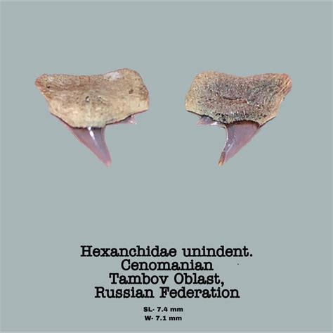 Hexanchidae Unindent Member Collections The Fossil Forum