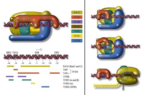Transcription Initiation Complex Diagram Photograph By Art For Science