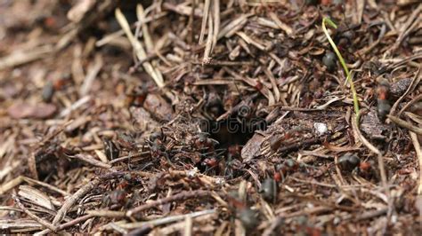 Work And Life Of Forest Ants In An Anthill The Anthill Is Teeming With