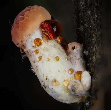 Teresa Mycelia 20 Added A New Photo Teresa Mycelia 20