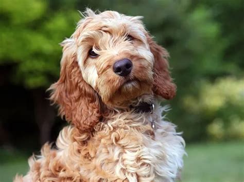 White Cockapoo Info Pictures Origin And History — Dogster