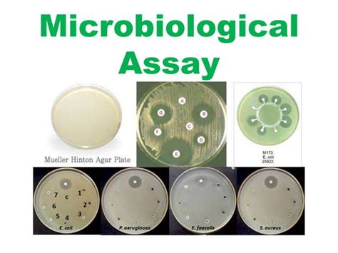 Microbiological Assay Ppt
