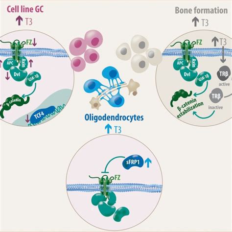 Effects Of Thyroid Hormones In Normal And Pathologic Conditions The Download Scientific