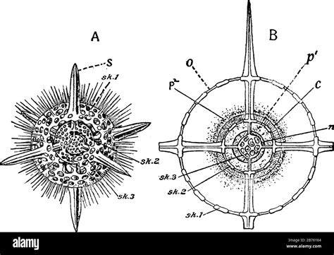 Radiolarians Labeled