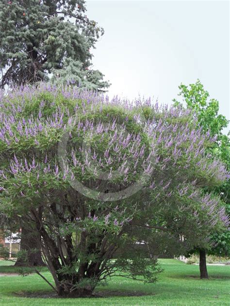 Vitex Agnus Castus Chaste Tree Chaste Berry Monks Pepper